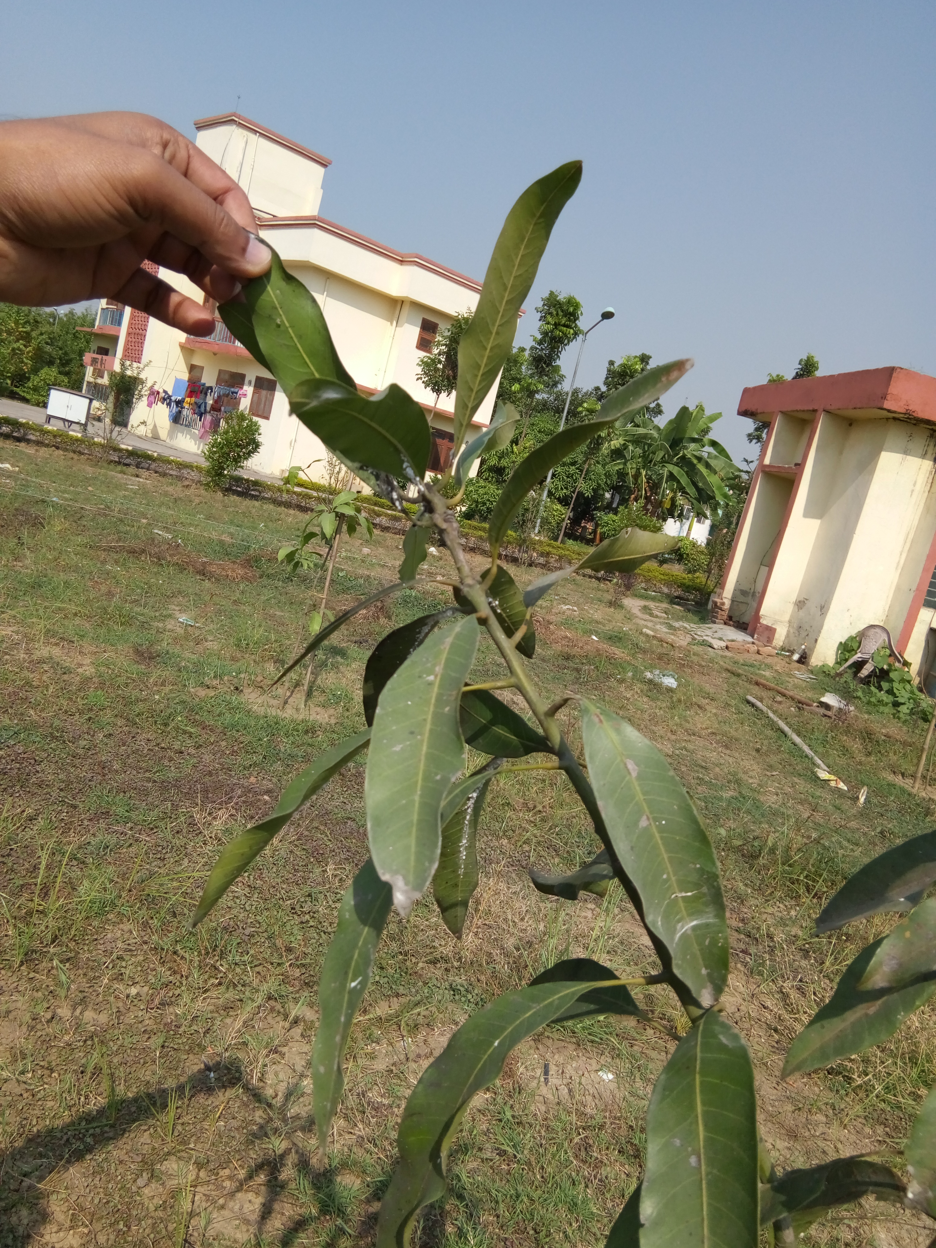 Mango | White spot on mango leaf