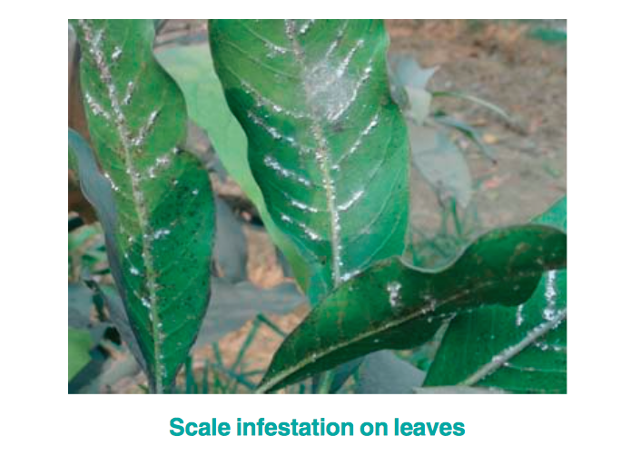 Mango | White spot on mango leaf