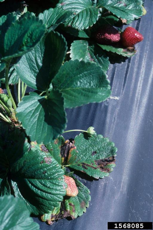 Strawberry | Diseases and Pests, Description, Uses, Propagation