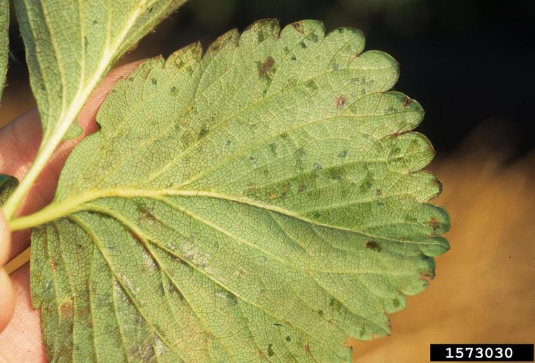 Strawberry | Diseases and Pests, Description, Uses, Propagation