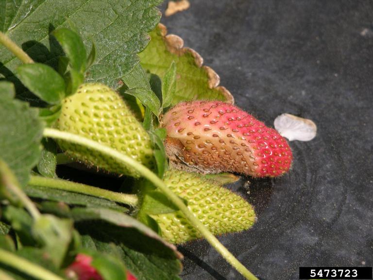 Strawberry | Diseases and Pests, Description, Uses, Propagation