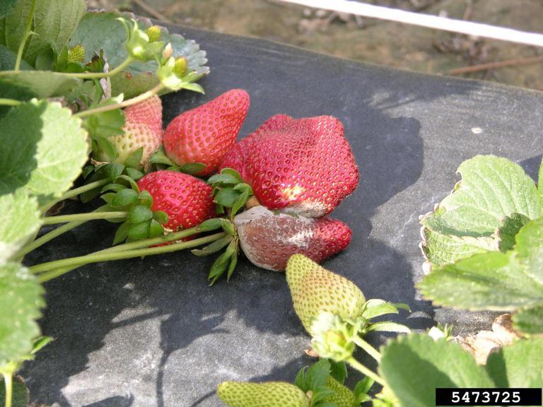 Strawberry | Diseases and Pests, Description, Uses, Propagation