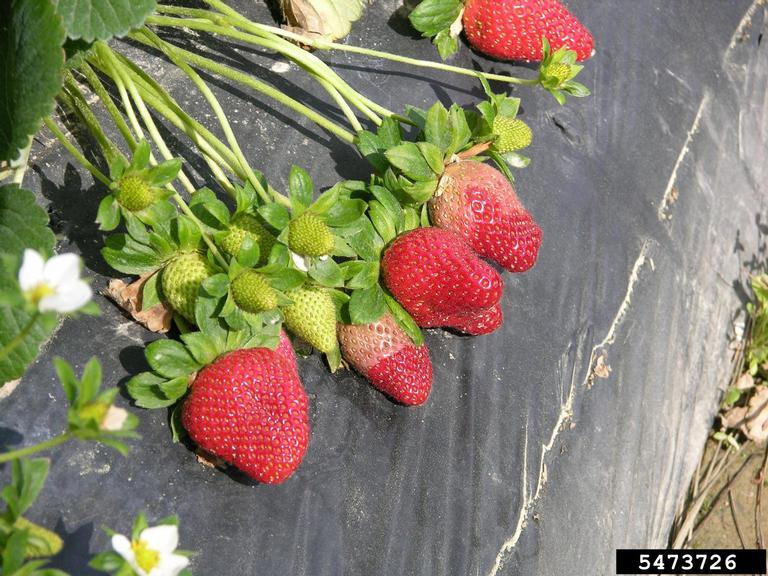 Strawberry | Diseases and Pests, Description, Uses, Propagation