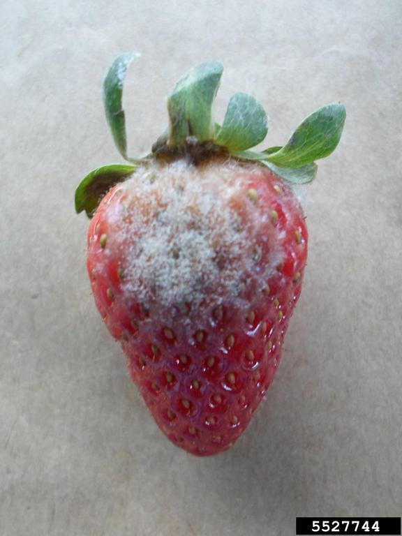 Strawberry | Diseases and Pests, Description, Uses, Propagation