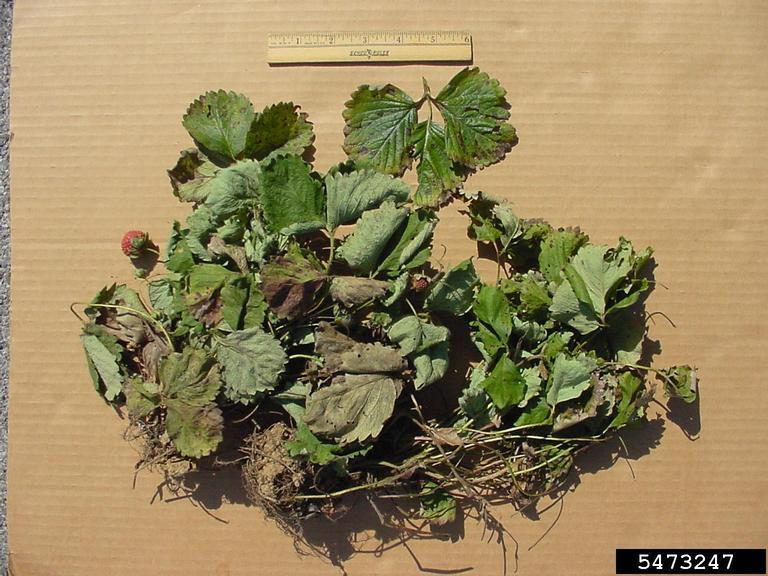 Strawberry | Diseases and Pests, Description, Uses, Propagation