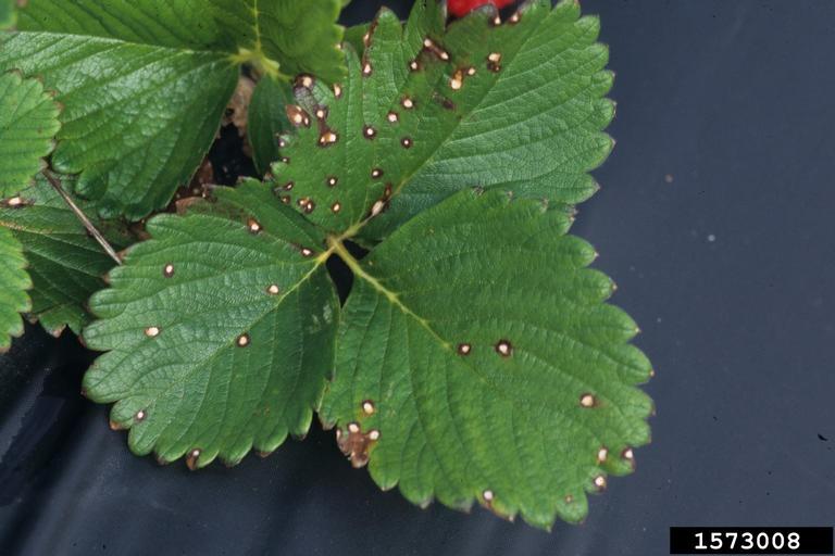 Strawberry | Diseases and Pests, Description, Uses, Propagation