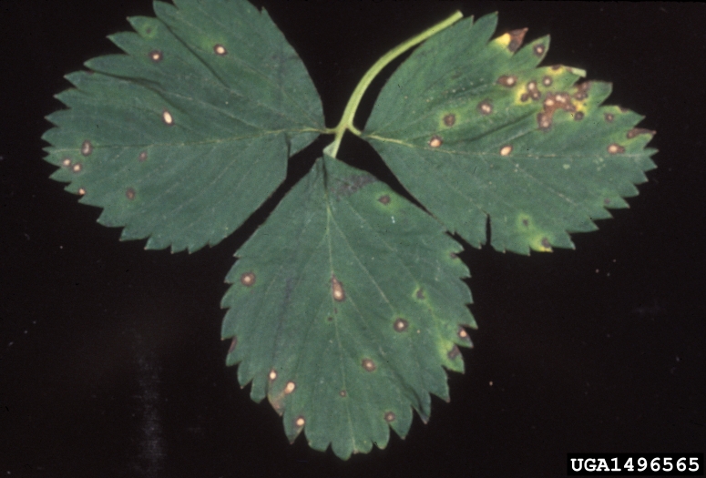 Strawberry | Diseases and Pests, Description, Uses, Propagation