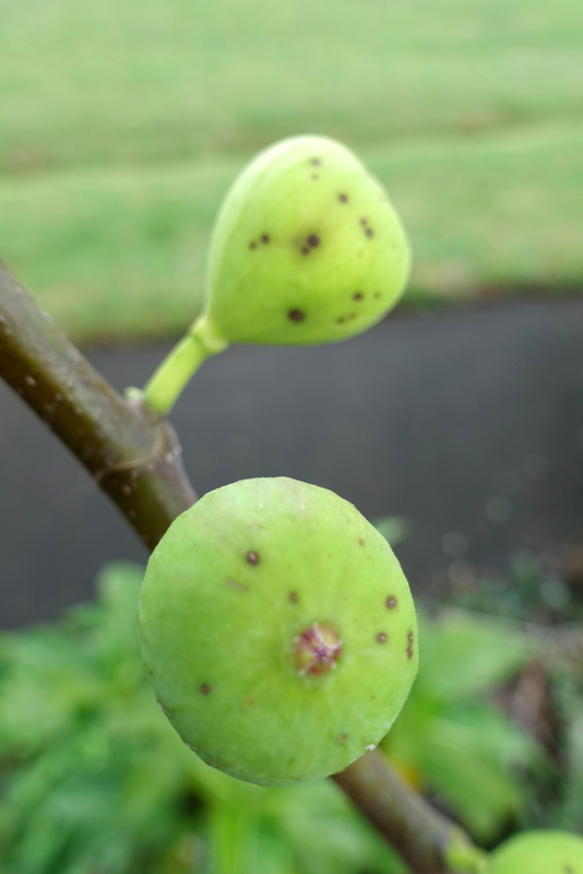 Fig | Diseases and Pests, Description, Uses, Propagation