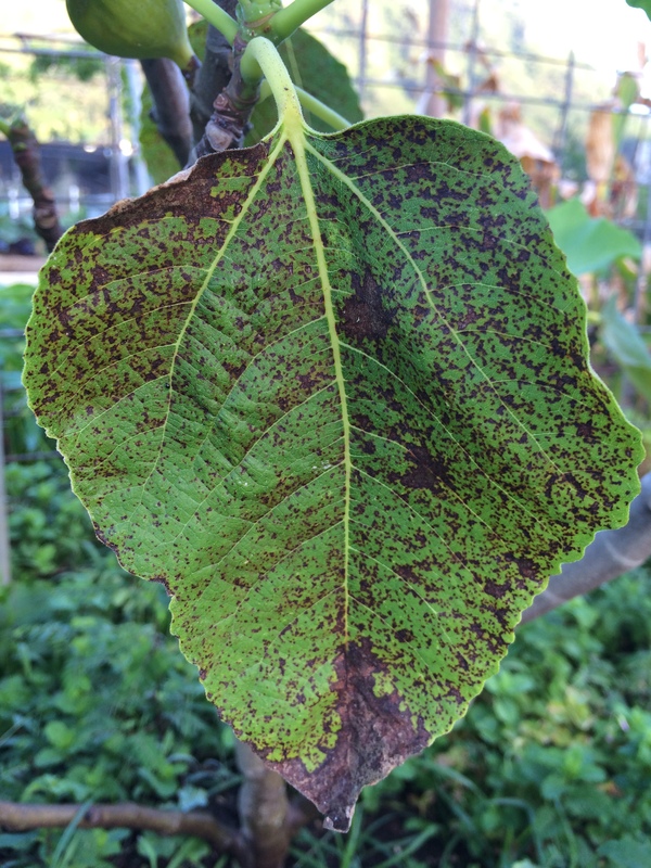 Fig | Diseases and Pests, Description, Uses, Propagation