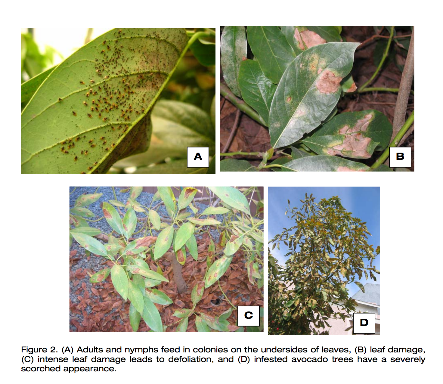 Avocado | avocado spots