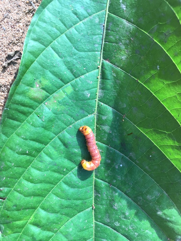 Cocoa (cacao) | Diseases and pests affecting cocoa plants in South ...