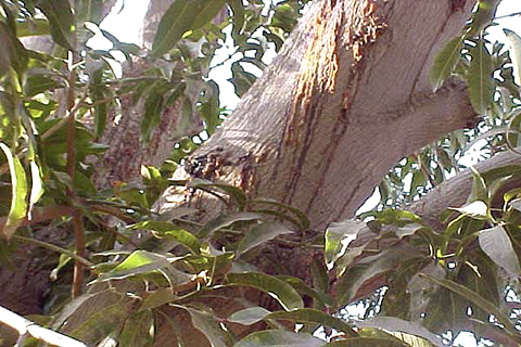 PlantVillage | Request the support for Mango...