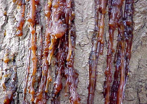 PlantVillage | Request the support for Mango...