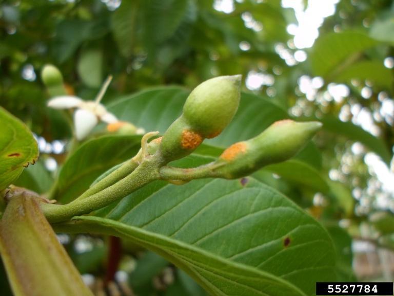 Guava | Diseases and Pests, Description, Uses, Propagation