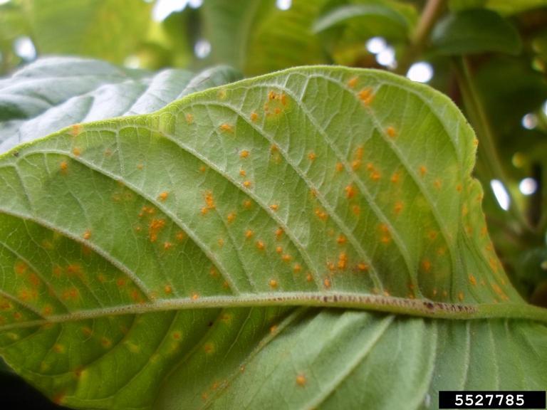 Guava | Diseases and Pests, Description, Uses, Propagation