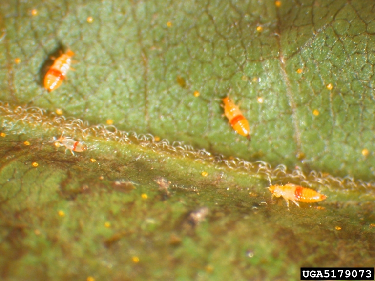 Guava | Diseases and Pests, Description, Uses, Propagation