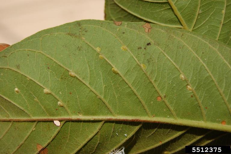Guava | Diseases and Pests, Description, Uses, Propagation