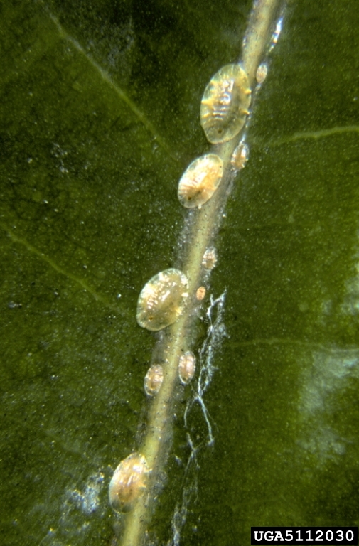 Guava | Diseases and Pests, Description, Uses, Propagation