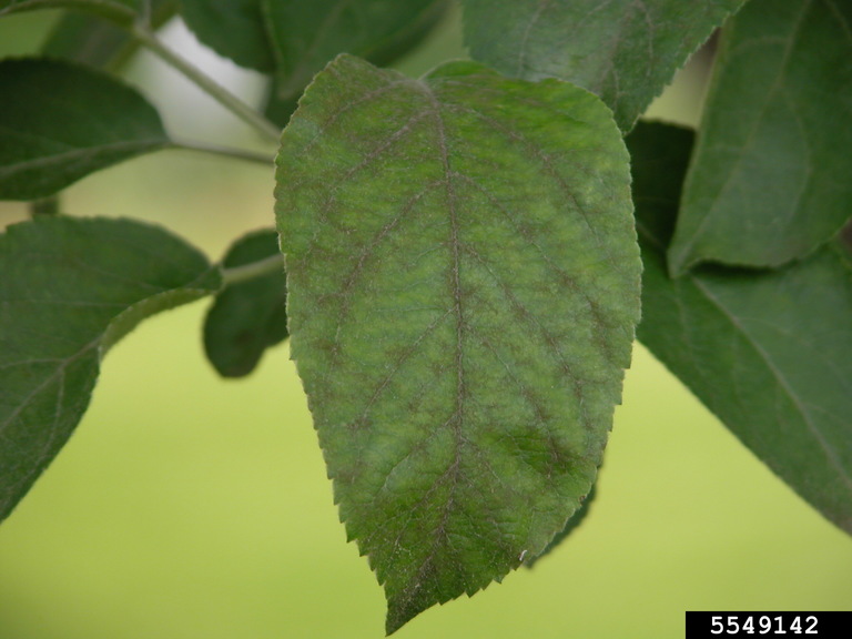 Apple | Diseases and Pests, Description, Uses, Propagation