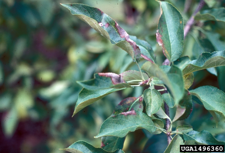 Apple | Diseases and Pests, Description, Uses, Propagation