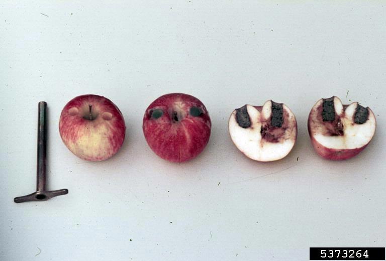 Apple | Diseases and Pests, Description, Uses, Propagation