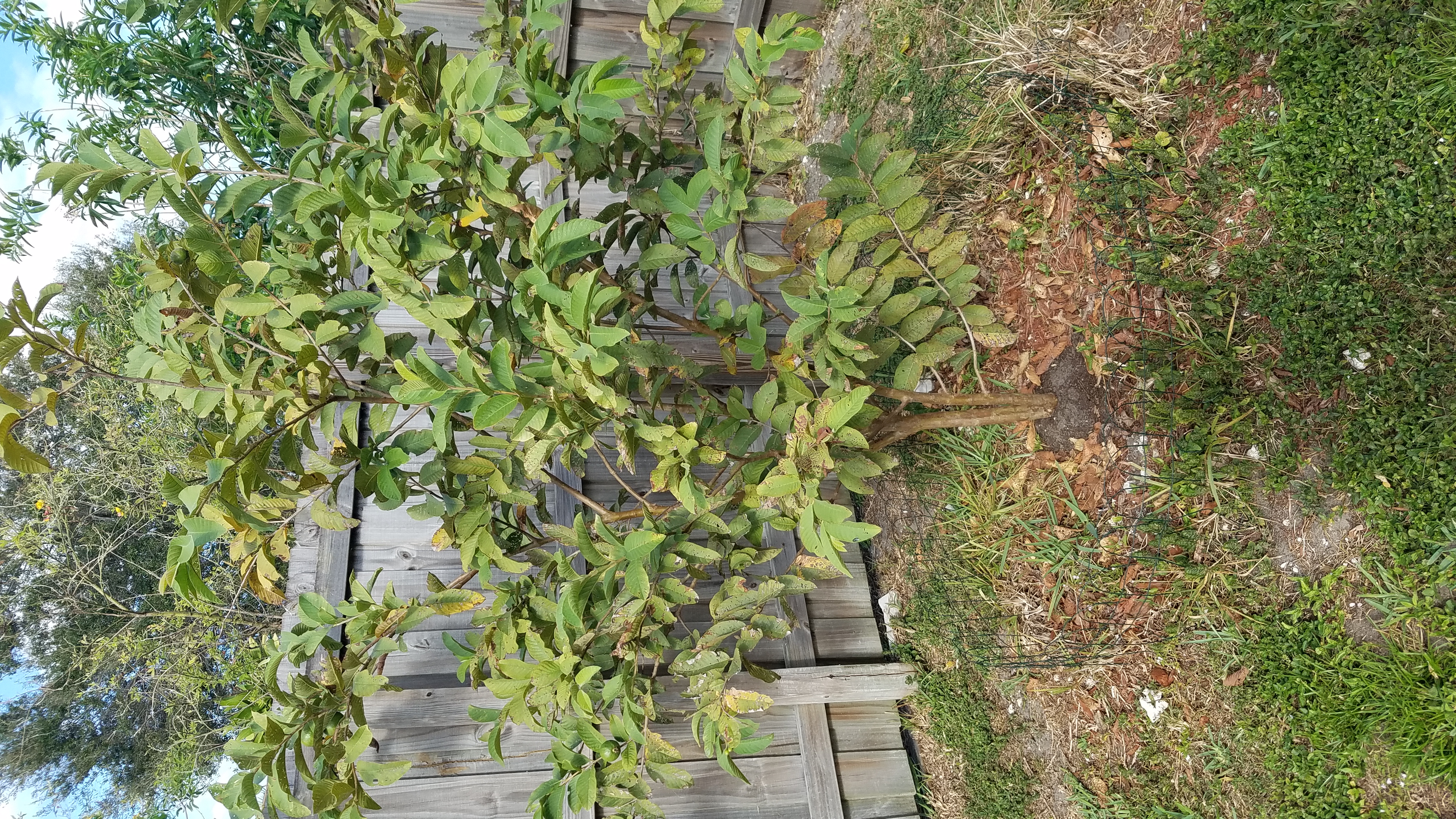 Guava | Sick guava tree