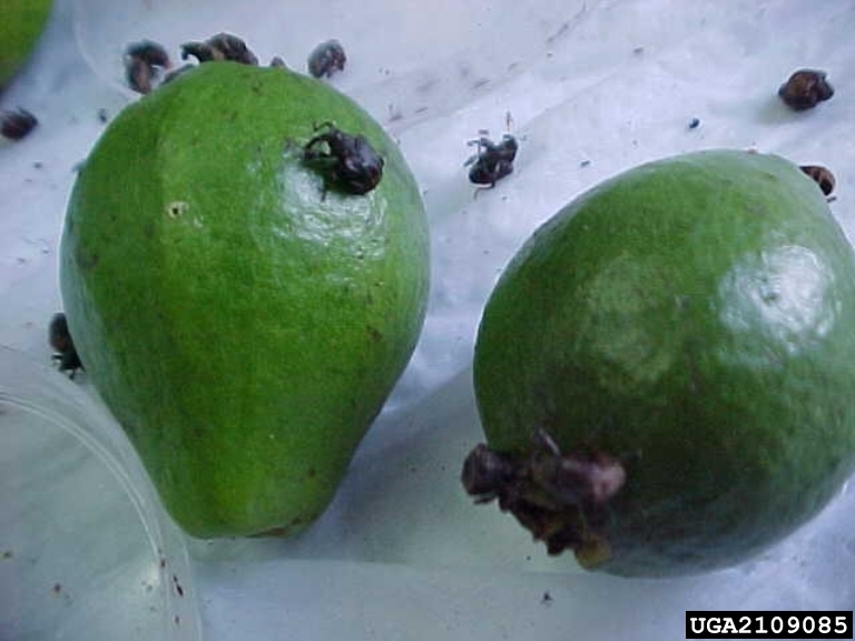 Guava | Diseases and Pests, Description, Uses, Propagation