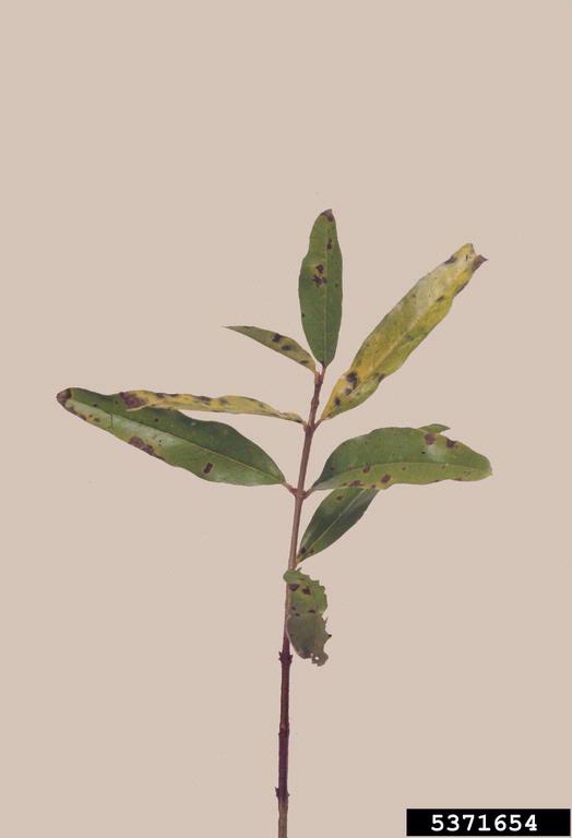 Pomegranate | Diseases and Pests, Description, Uses, Propagation