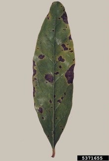 Pomegranate | Diseases and Pests, Description, Uses, Propagation