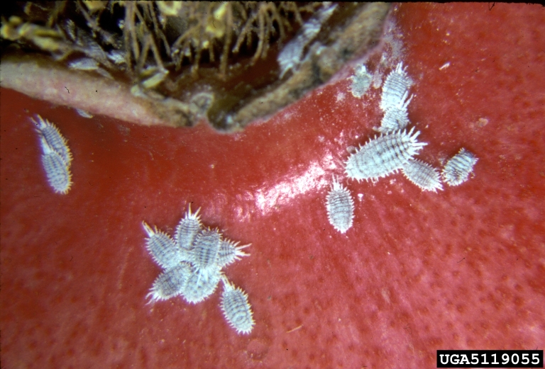 Pomegranate | Diseases and Pests, Description, Uses, Propagation