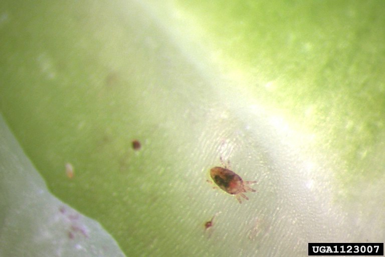 Pomegranate | Diseases and Pests, Description, Uses, Propagation