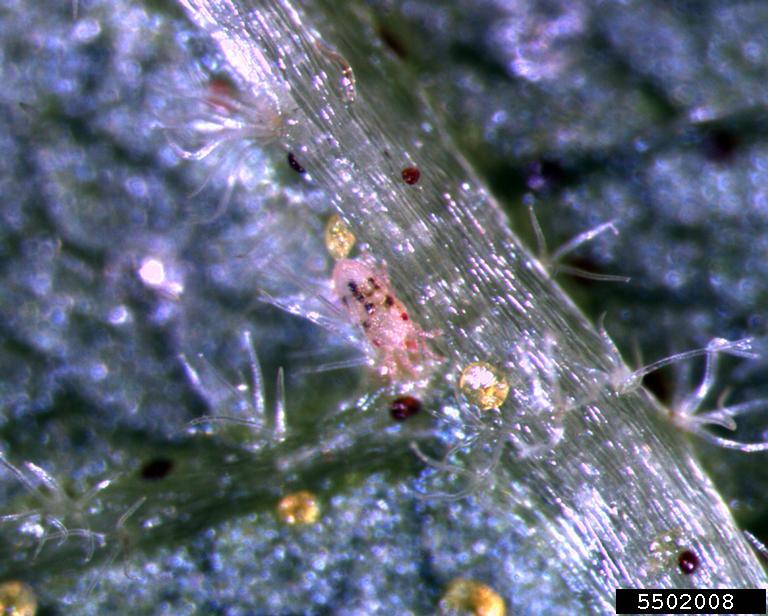 Pomegranate | Diseases and Pests, Description, Uses, Propagation