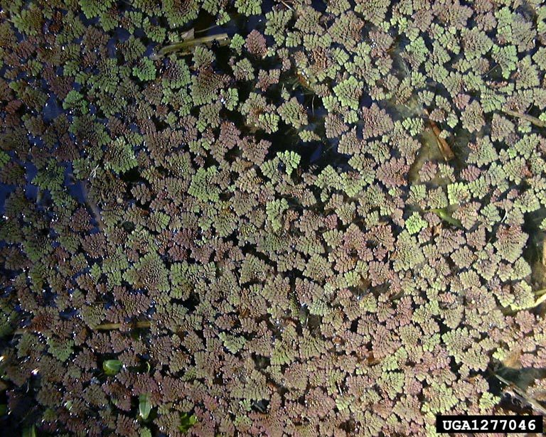 Azolla | Diseases and Pests, Description, Uses, Propagation