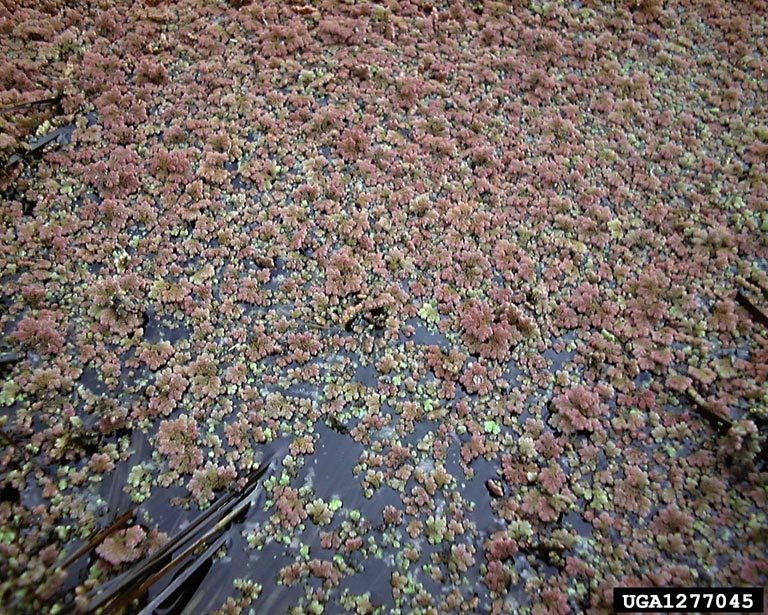 Azolla | Diseases and Pests, Description, Uses, Propagation