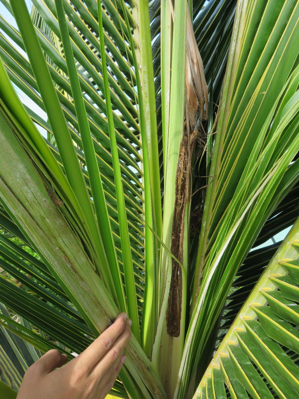 Coconut | Diseases and Pests, Description, Uses, Propagation