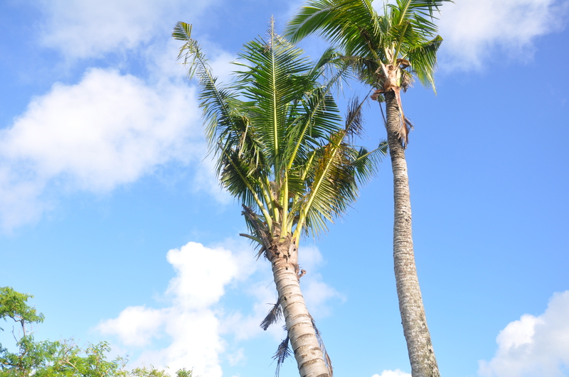 Coconut | Diseases and Pests, Description, Uses, Propagation