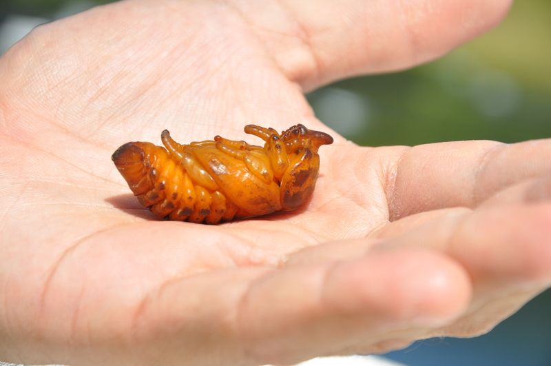 Coconut | Diseases and Pests, Description, Uses, Propagation