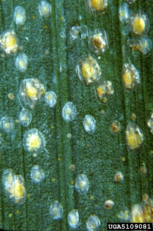 Coconut | Diseases and Pests, Description, Uses, Propagation