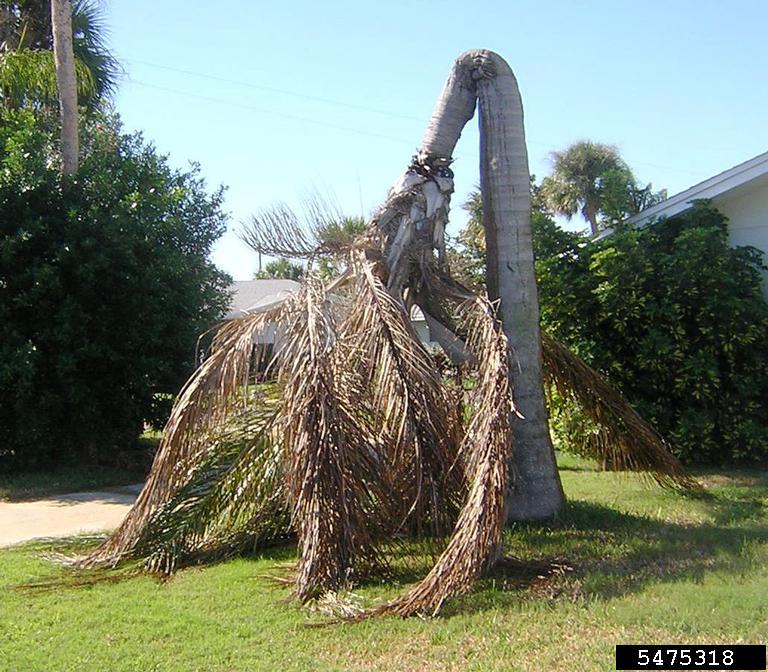 Coconut | Diseases and Pests, Description, Uses, Propagation