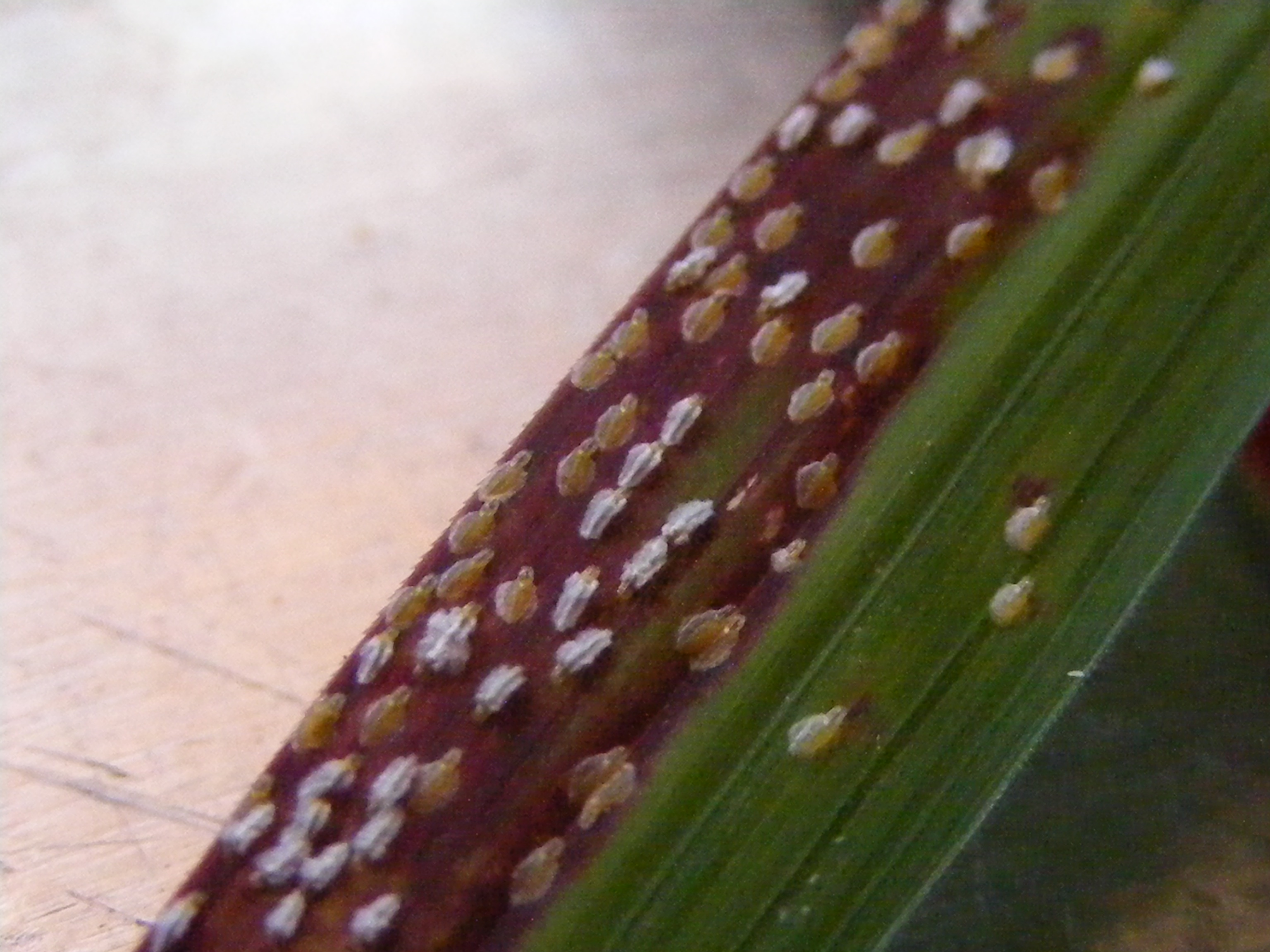 Lemon grass | Need help identifying this pest/disease