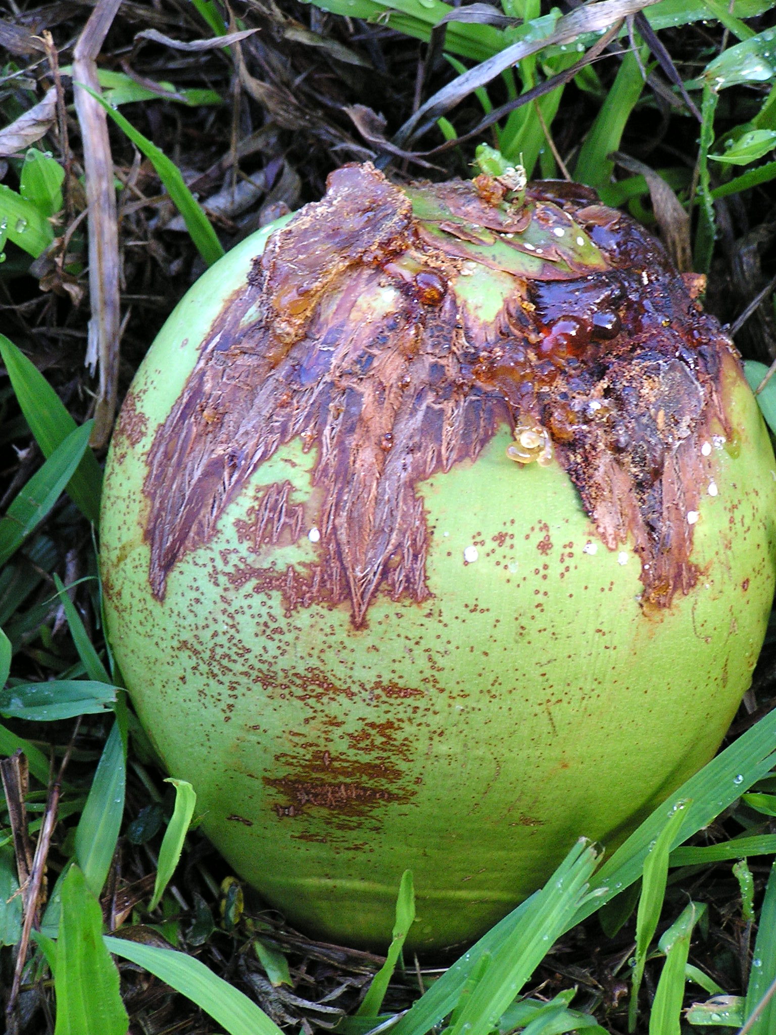 Coconut | Diseases and Pests, Description, Uses, Propagation
