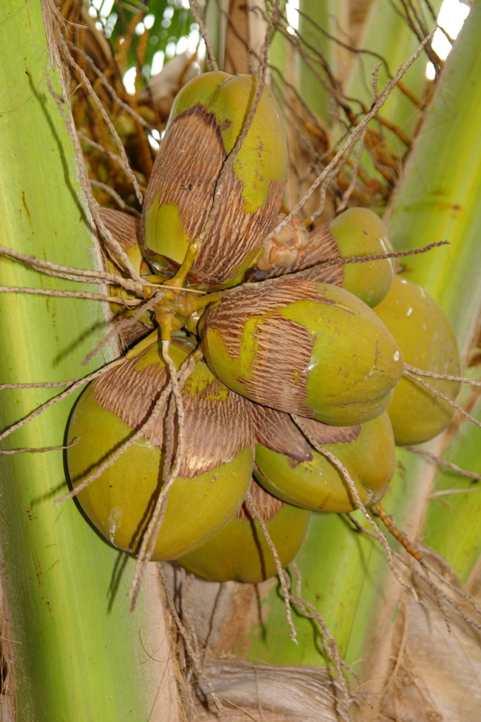 Coconut | Diseases and Pests, Description, Uses, Propagation
