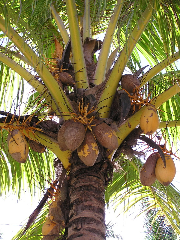 Coconut | Diseases and Pests, Description, Uses, Propagation