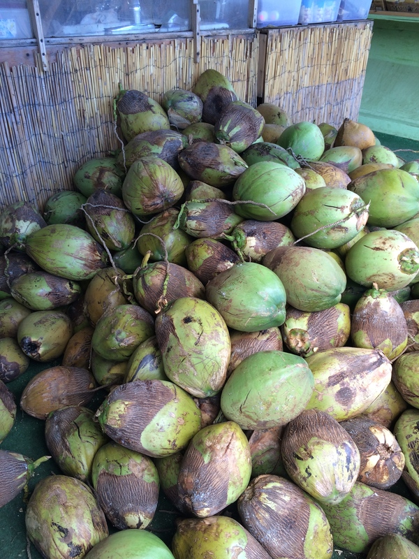 Coconut | Diseases and Pests, Description, Uses, Propagation