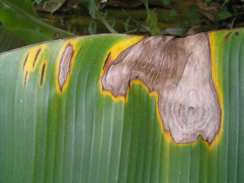 boldSEAL: BANANA PRODUCTION