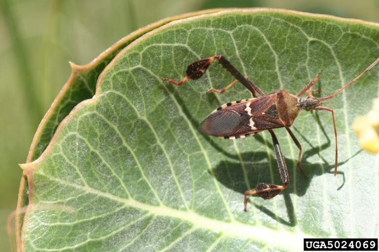 Pomegranate | Diseases and Pests, Description, Uses, Propagation