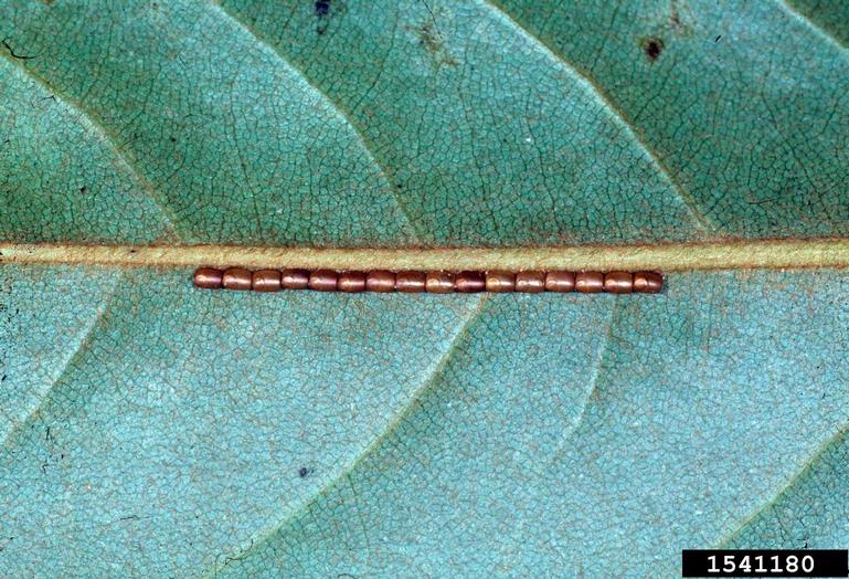 Pomegranate | Diseases and Pests, Description, Uses, Propagation