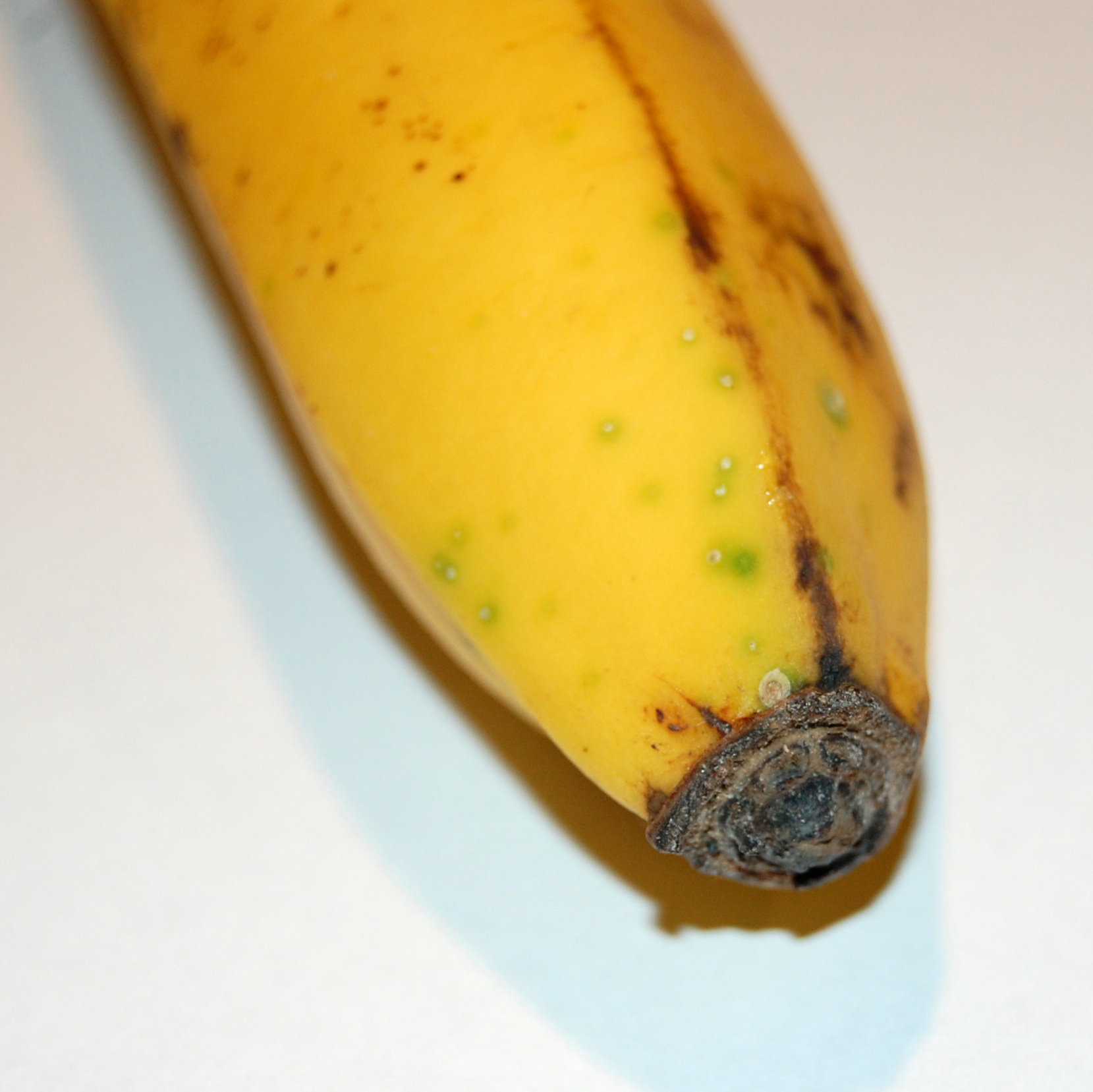 Banana | Diseases and Pests, Description, Uses, Propagation