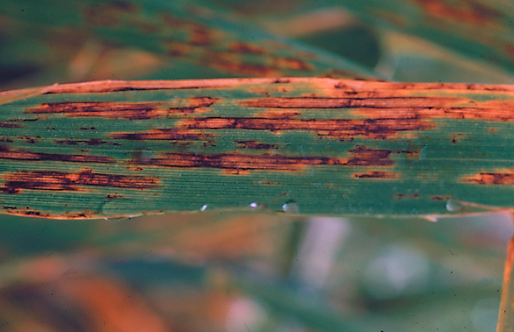 Barley | Diseases and Pests, Description, Uses, Propagation