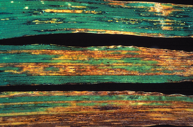 Barley | Diseases and Pests, Description, Uses, Propagation